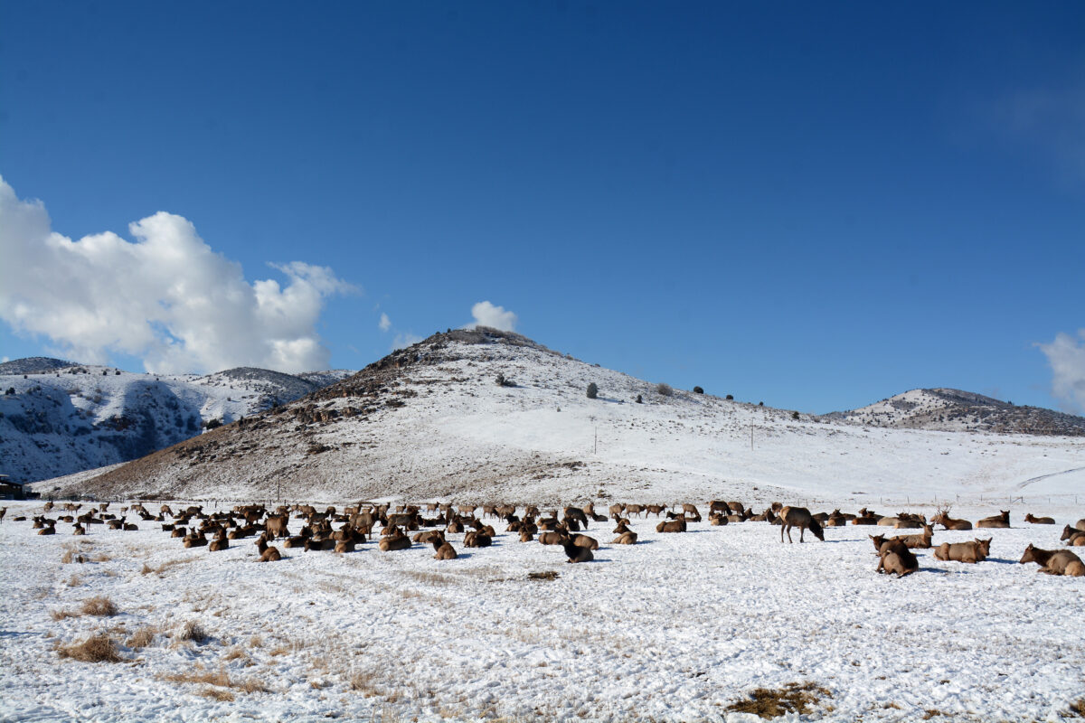 All about the elk at Hardware Ranch during annual elk festival | News ...